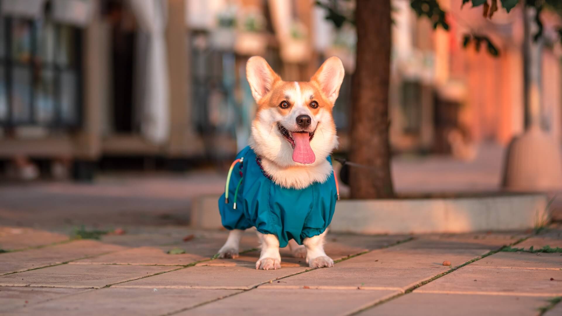 Integrative Veterinary Wellness Photo Gallery | Vet Clinic In ...