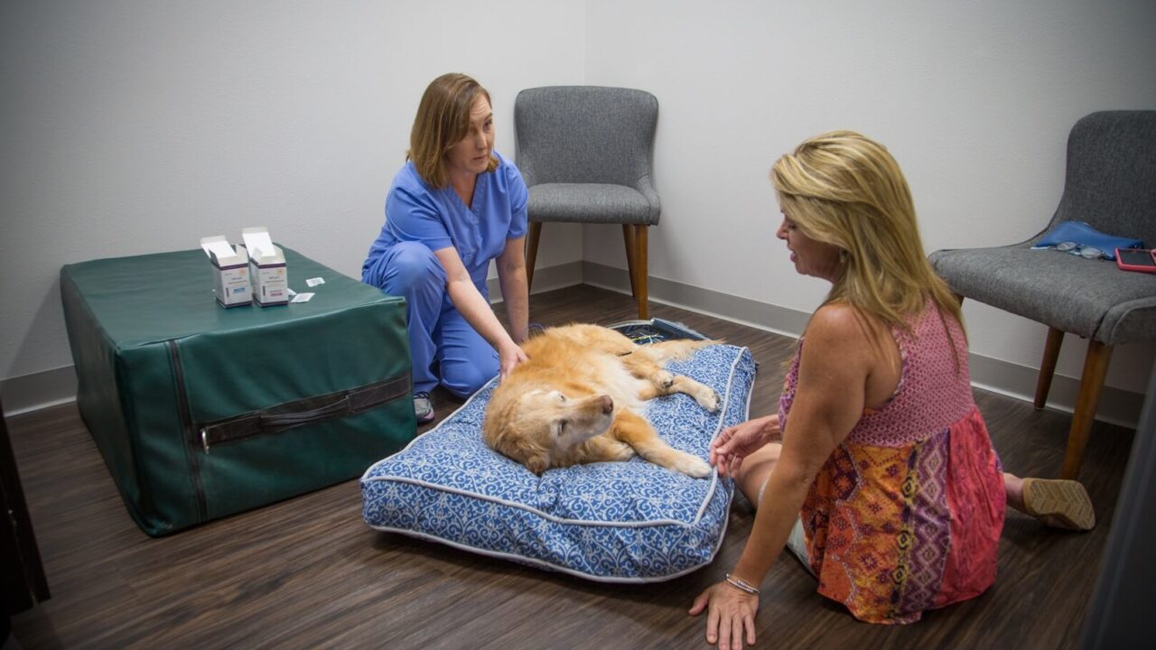 Integrative Veterinary Wellness Photo Gallery | Vet Clinic In ...